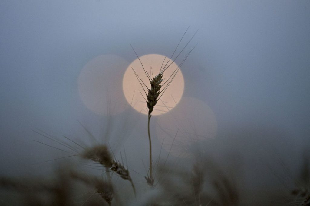 La adquisición de Arysta LifeScience convierte a UPL en la quinta ...