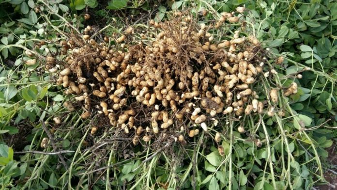 Crece el cultivo de maní en territorio bonaerense y los especialista ...