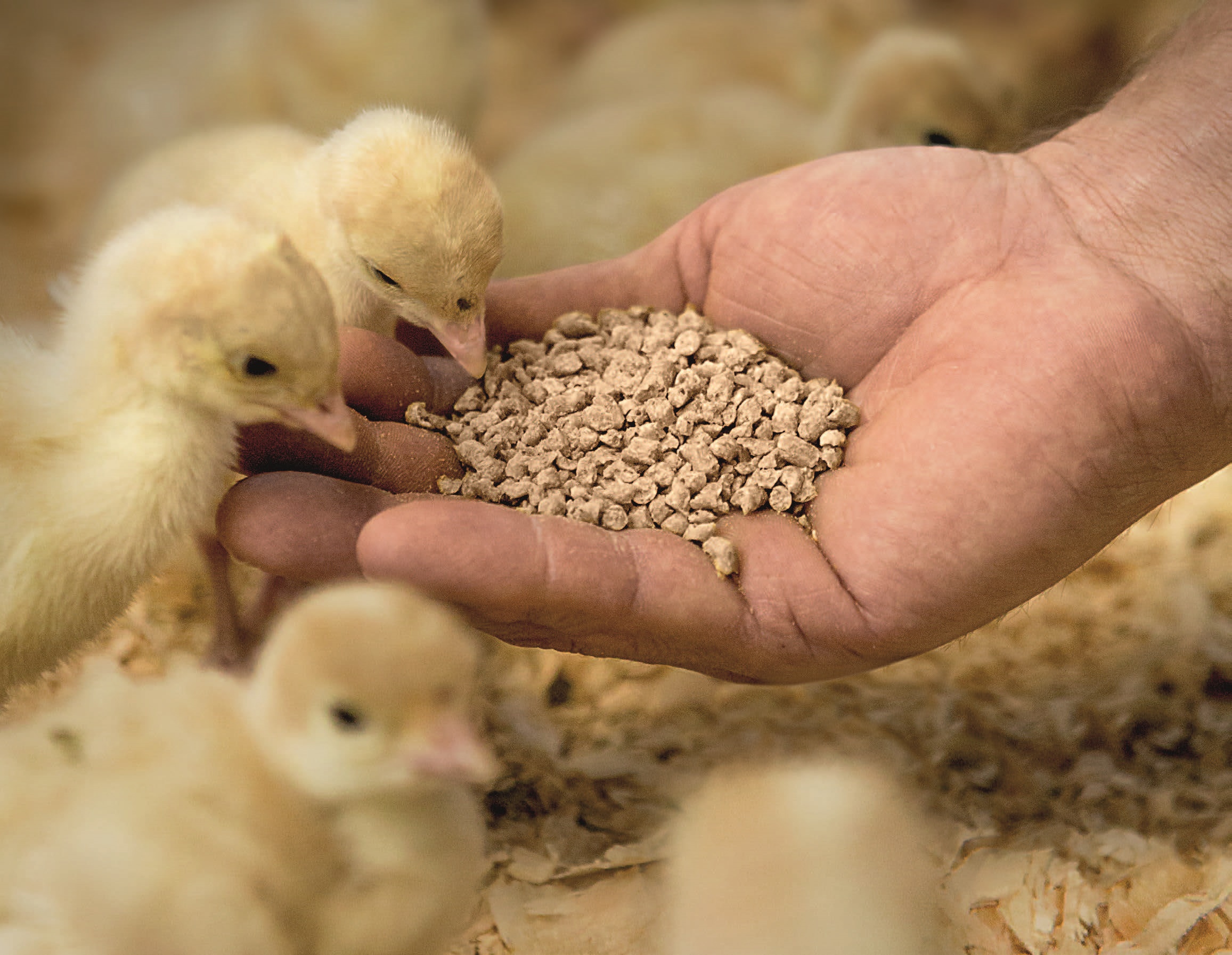 Tendencias en nutrición animal: 3 ingredientes saludables y ...