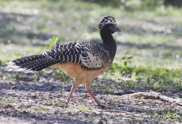 Corrientes: El Muitú regresa al Iberá desde Brasil, tras su extinción ...