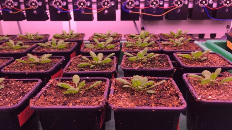 Las plantas, ¿más altas, pero más débiles? - Agrolink