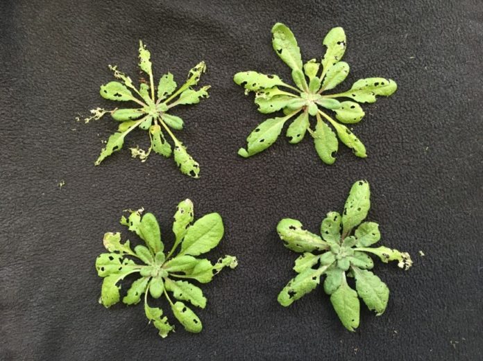 Las plantas, ¿más altas, pero más débiles? - Agrolink