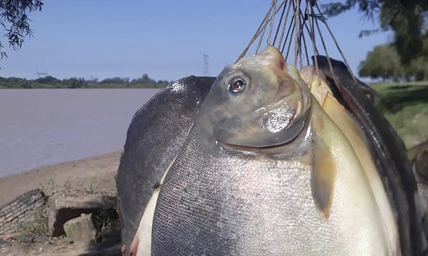 Cómo es la cría de pacú en el norte de la Argentina - Agrolink