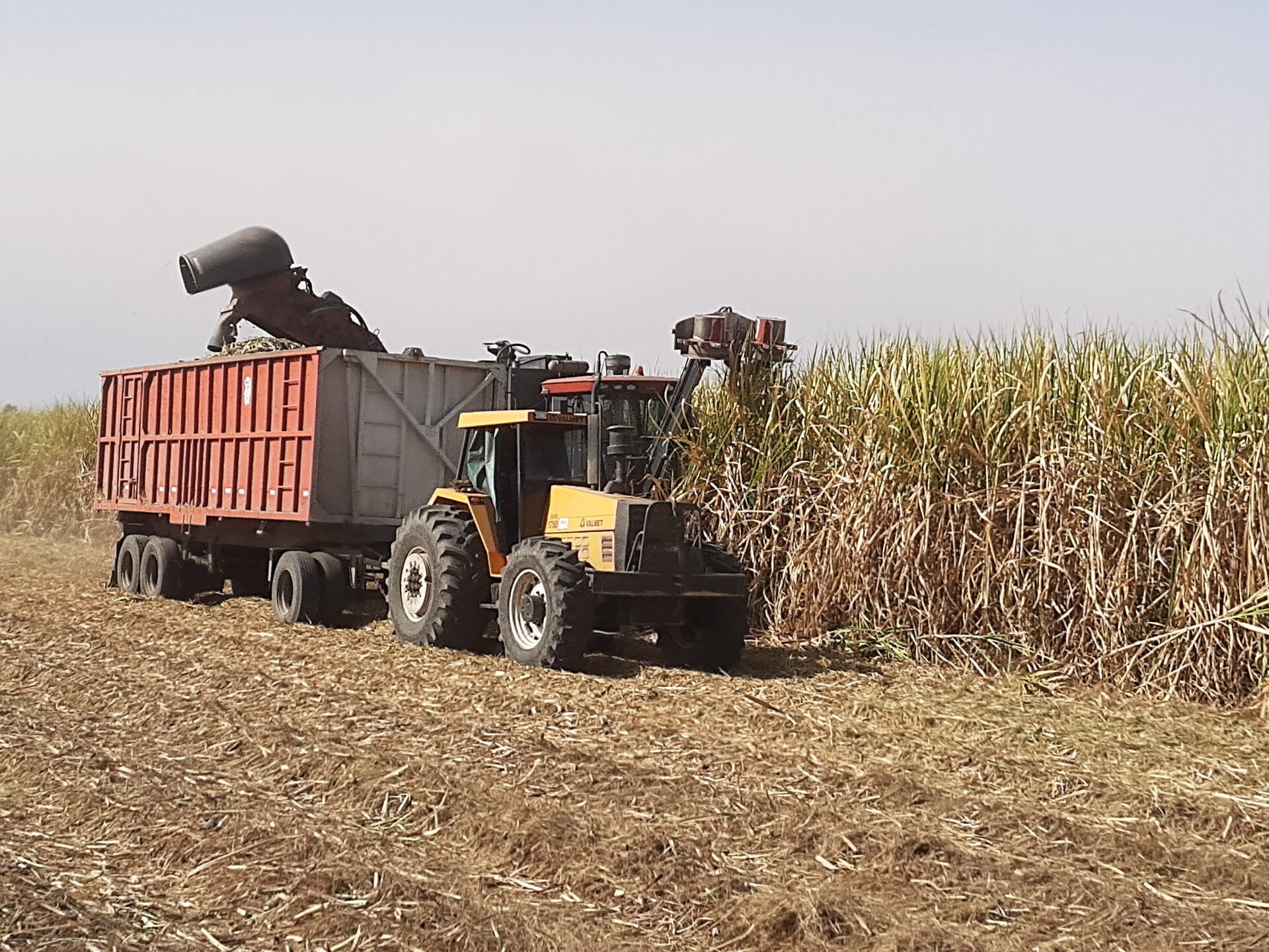 Impulsan la cosecha en verde de caña de azúcar para prevenir incendios ...
