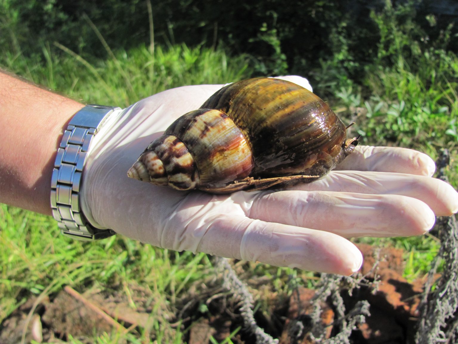 Erradicaron más de 40 ejemplares de caracol gigante africano: ¿cómo ...