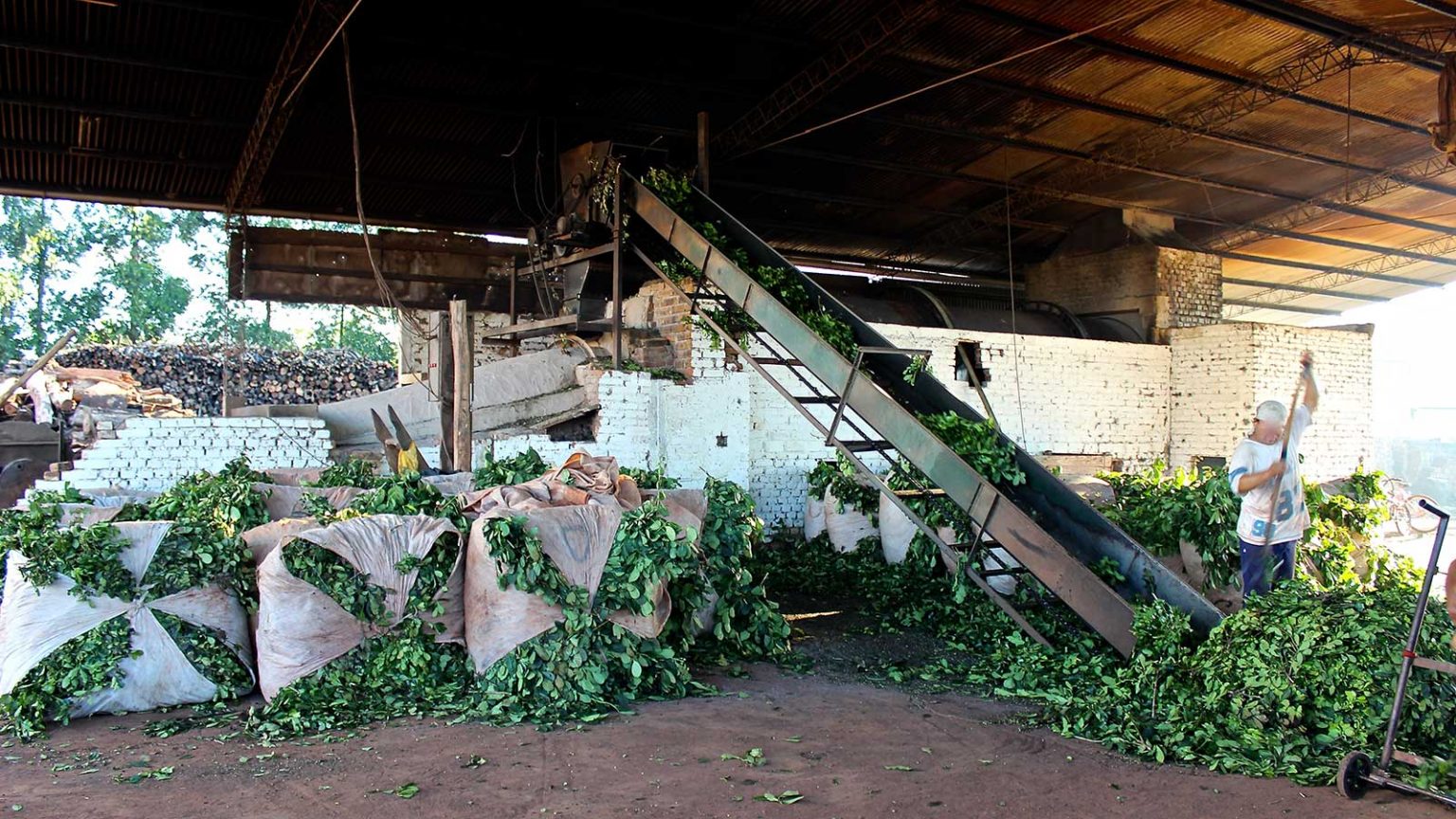 Pequeños Productores Correntinos De Yerba Mate Apuestan A La