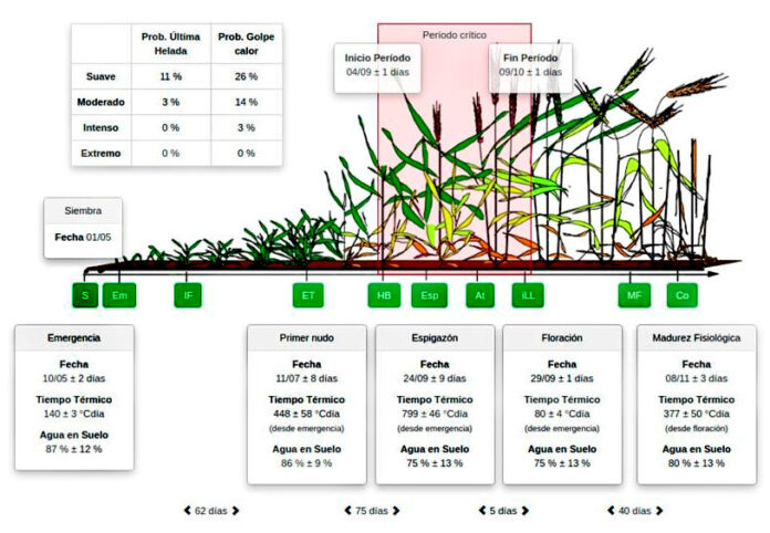 Con simulaciones, apuntan a optimizar el manejo de trigo y cebada ...