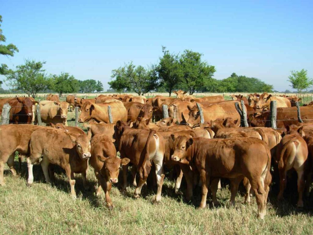 Acidosis ruminal en bovinos: prevención y tratamiento - Agrolink