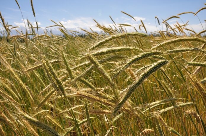 El INTA presenta un nuevo cultivar de centeno multipropósito | AgroLink