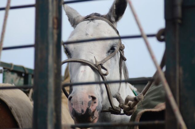 Anemia infecciosa equina: ¿qué es y cómo se previene? | AgroLink