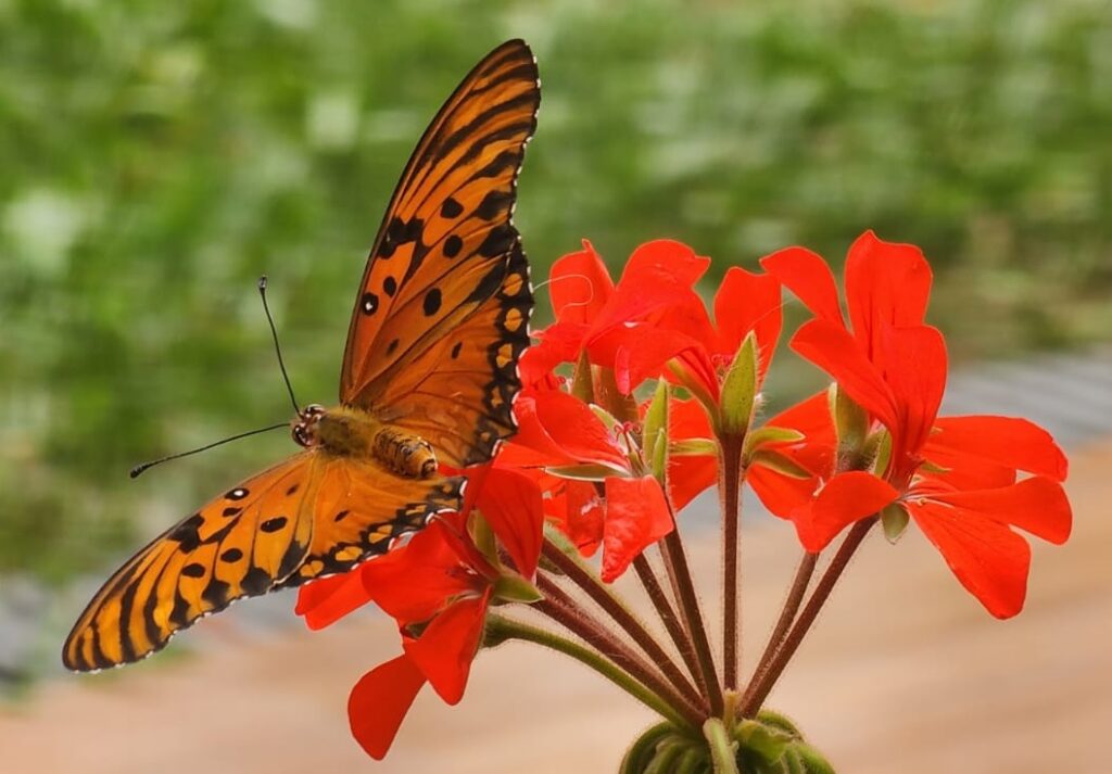 Cómo atraer mariposas en el jardín - Agrolink