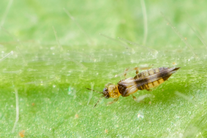 Continúa la invasión de bichitos negros: qué son y cómo se combaten ...