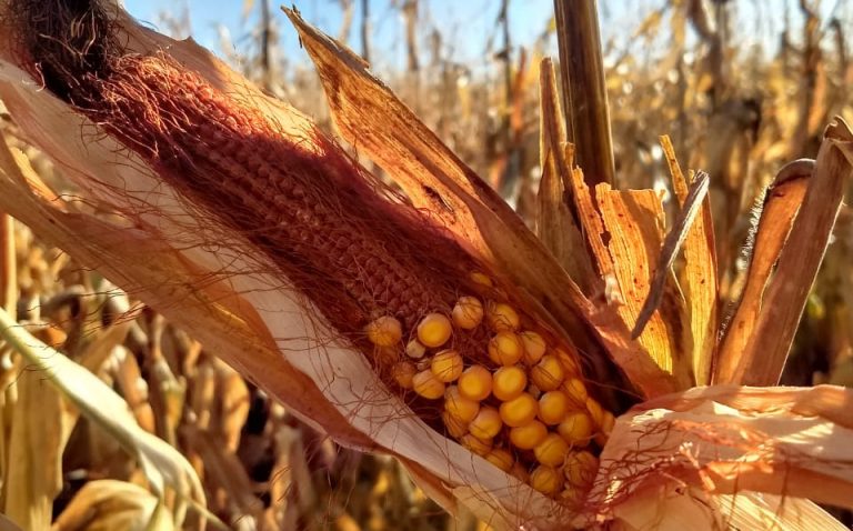 Estrategias para el manejo de Spiroplasma en maíz | AgroLink