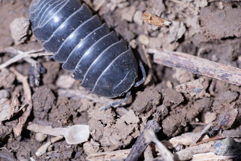 Bicho Bolita: 4 de cada 10 lotes por encima del umbral en el sudeste ...