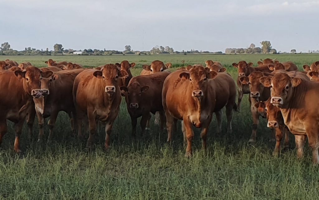 Novillo Mercosur: mínimos cambios de precios en la región - Agrolink