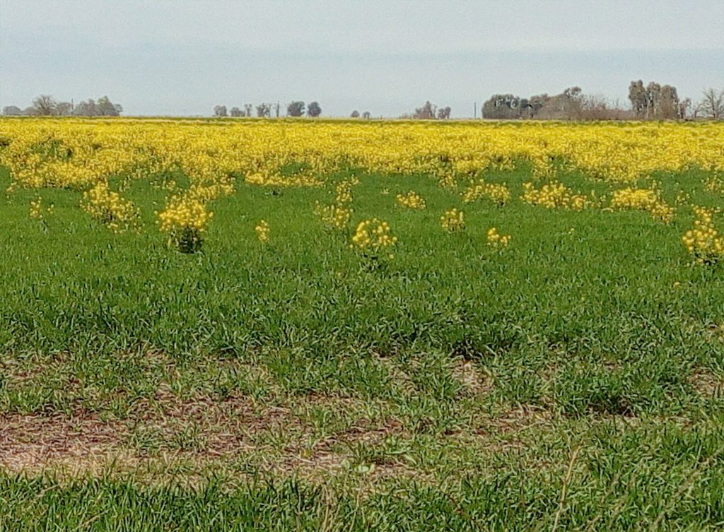 La guía para reconocer toda clase de nabos - Agrolink